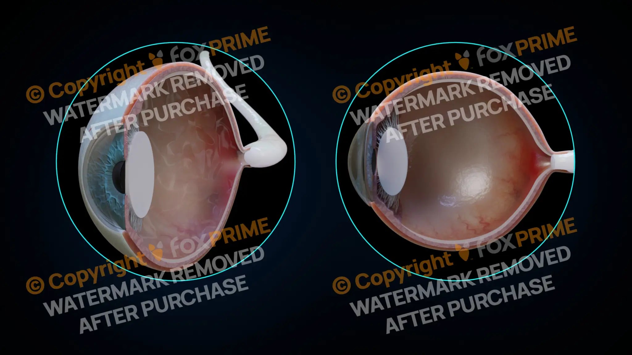 Eyeball Anatomy 3 (No Text) – FoxPrime