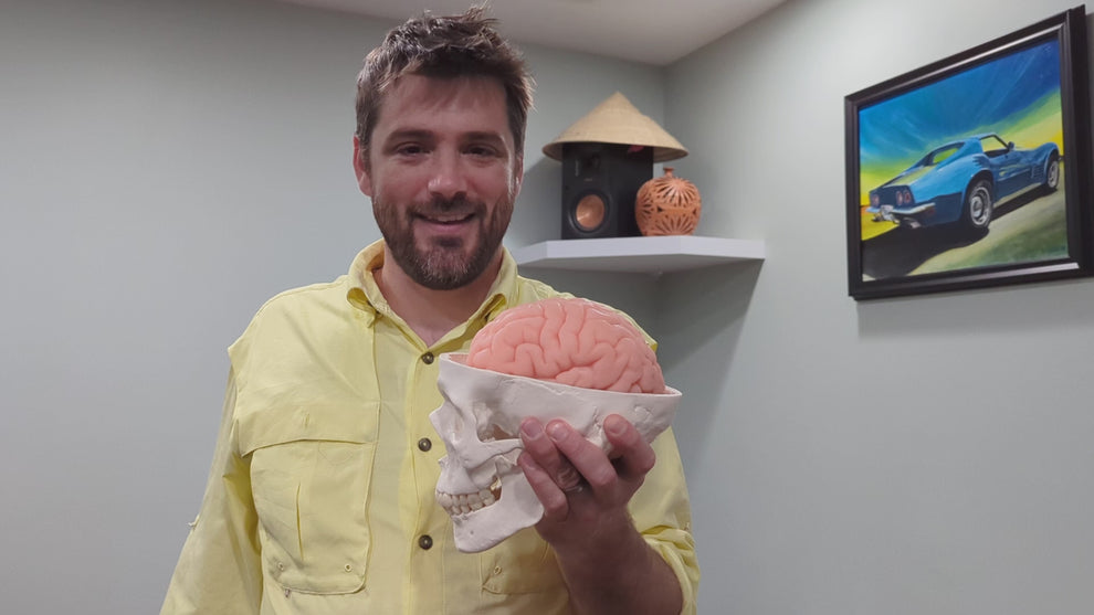 3D Physical (Squishy) Brain and Skull Model – FoxPrime