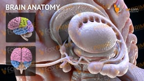 Brain Anatomy (Animation) – FoxPrime