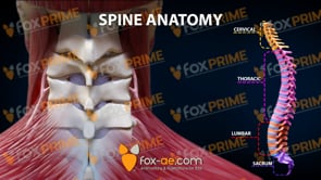 Spine Anatomy (Animation) – FoxPrime