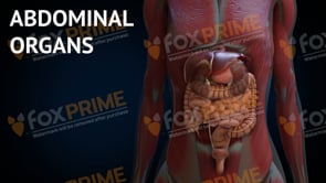 Abdominal Organs (Animation) – FoxPrime