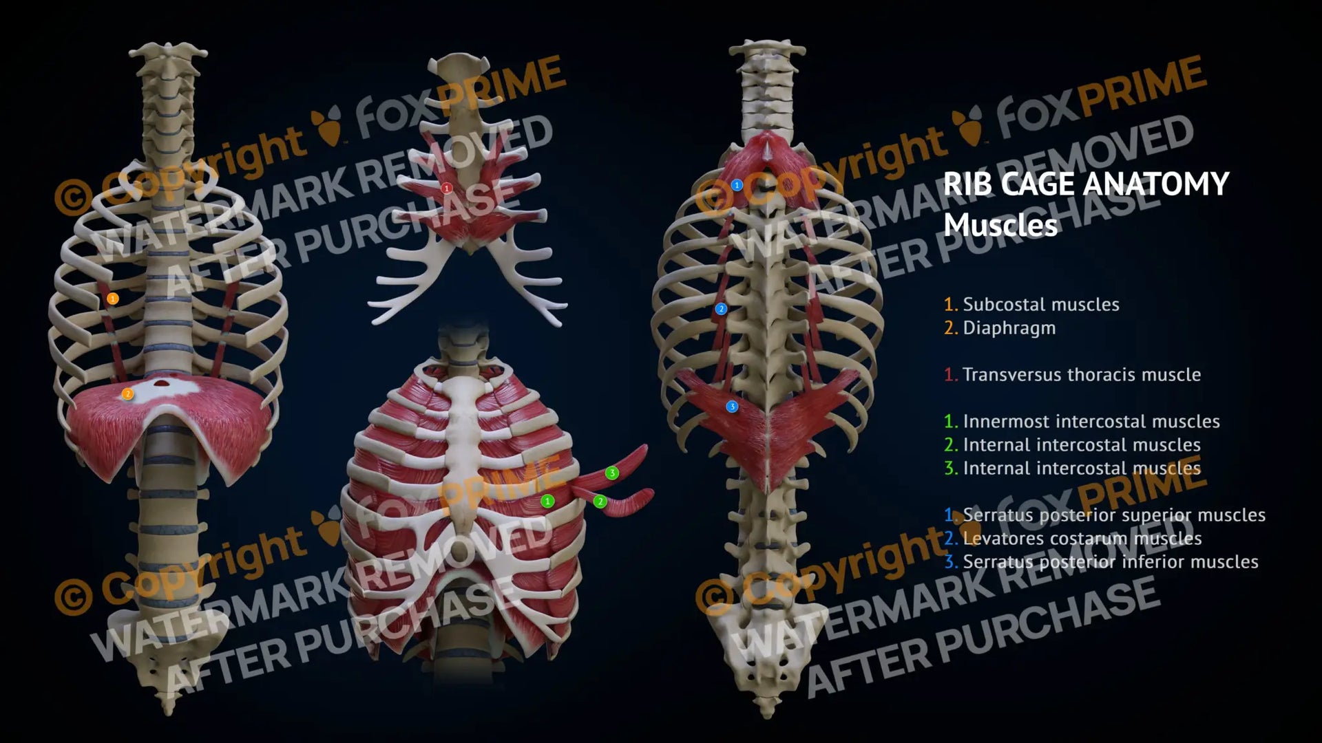 Rib Cage Anatomy Human Rib Cage Anatomy Anterior Right Stock